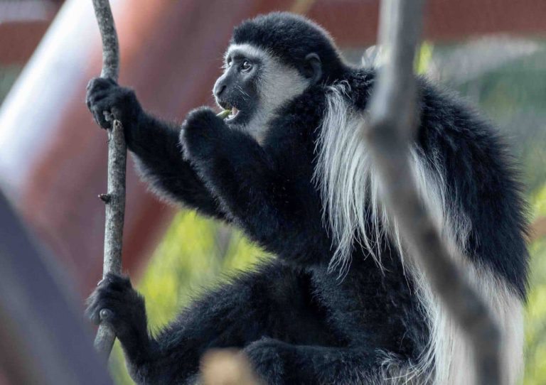 St. Louis Zoo: A safari in Forest Park